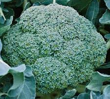 Broccoli Plants For Sale, Broccoli Transplants – Streambank Gardens