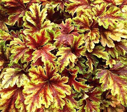 Shop partial shade perennials Heuchera & Heucherella Plants at ...
