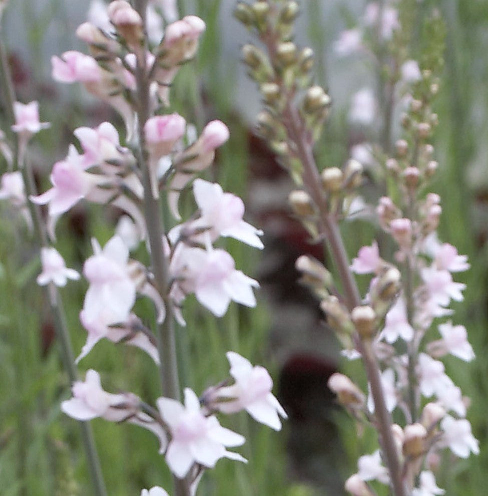 Shop Linaria (Toadflax) Plants at Streambank Gardens | Streambank Gardens