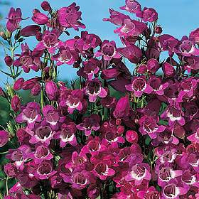 Shop dwarf perennial Penstemon Plants at Streambank Gardens