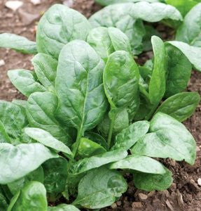 Spinach Plants, Spinach Transplants – Streambank Gardens