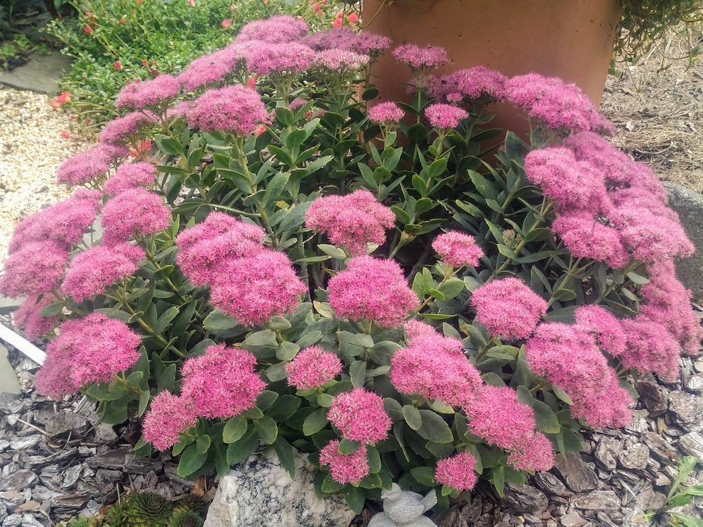 Sedum spectabile 'Neon' Plants – Streambank Gardens