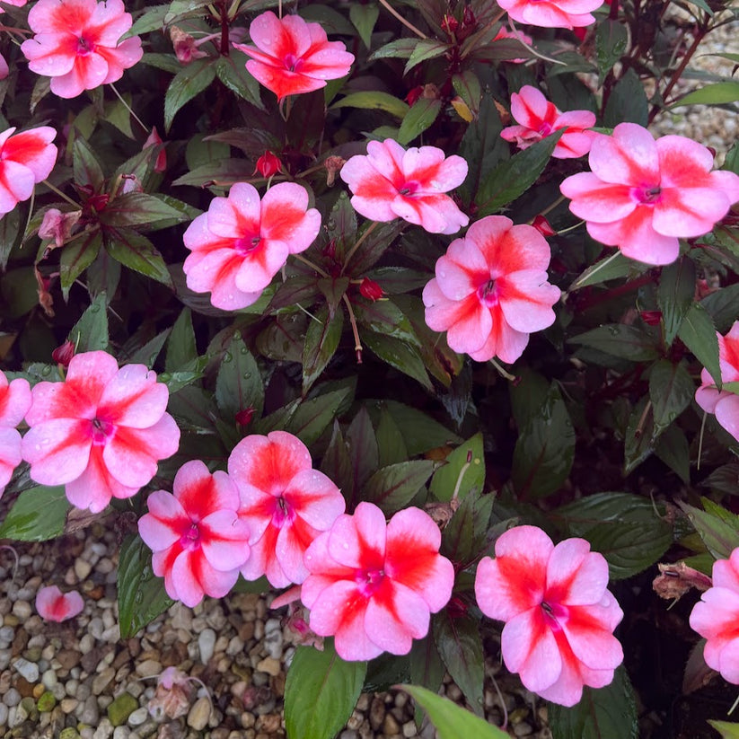 SunPatiens® 'Compact Red Candy' Plants – Streambank Gardens