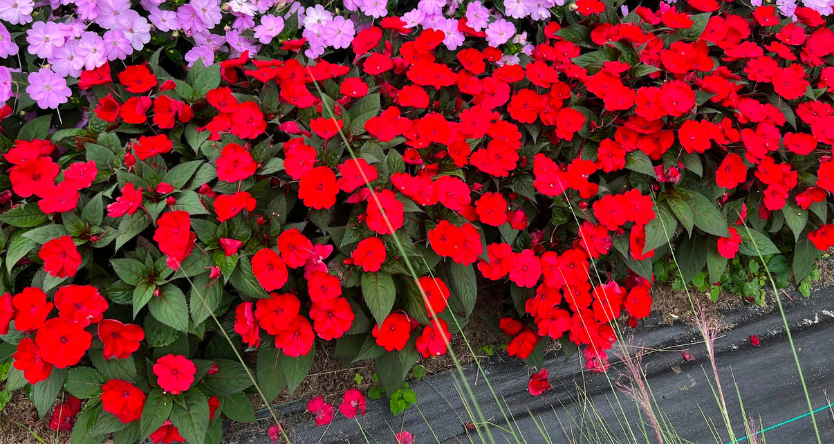 SunPatiens® 'Compact Deep Red' - Plants – Streambank Gardens