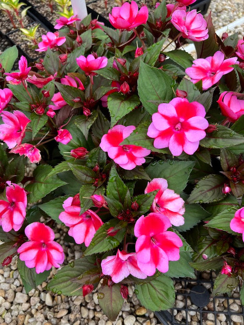 SunPatiens® 'Compact Red Candy' Plants – Streambank Gardens