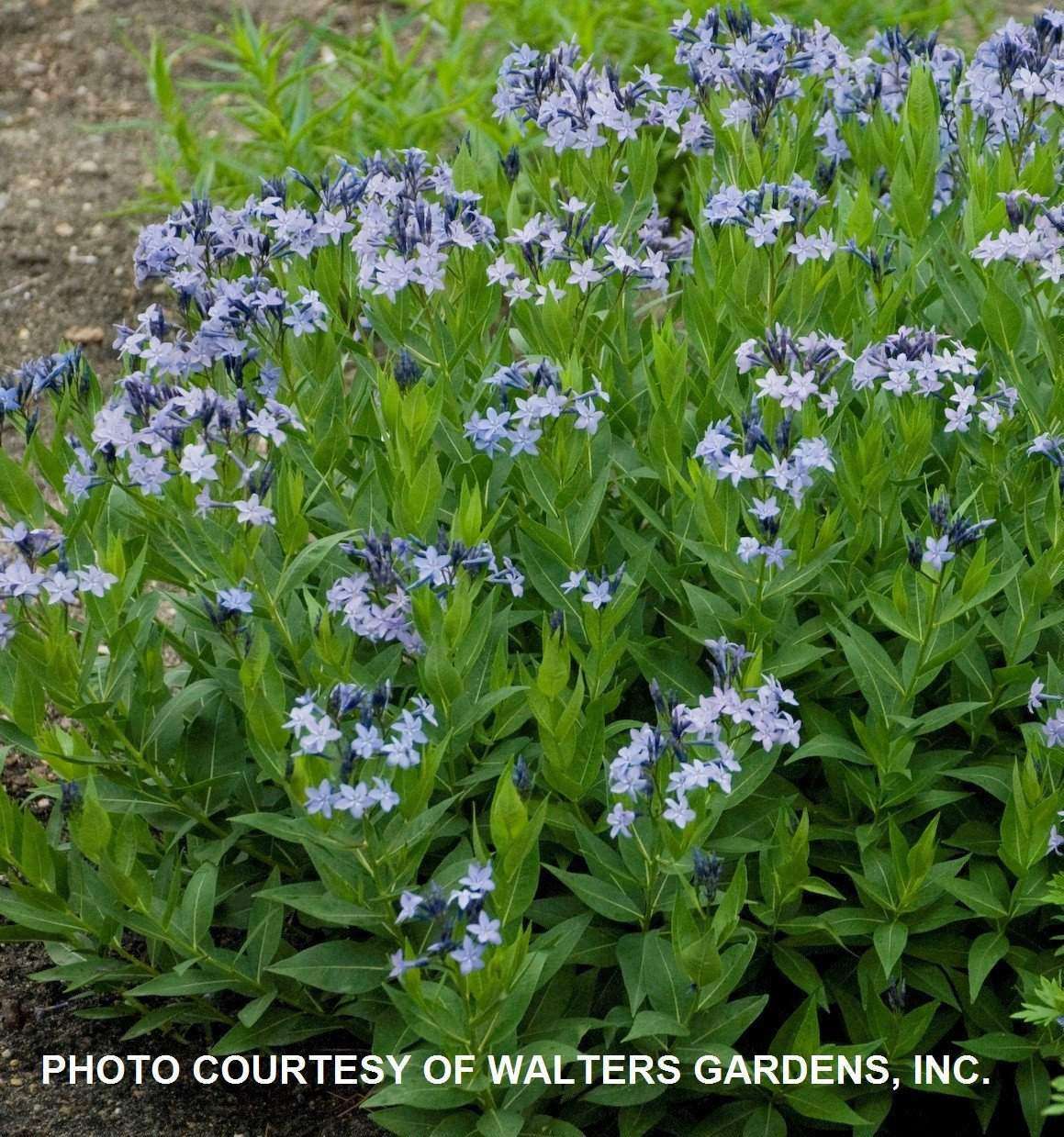 Amsonia hubrectii (Threadleaf Blue Star) – Streambank Gardens