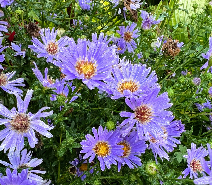 Aster 'Wood's Light Blue' Plants – Streambank Gardens