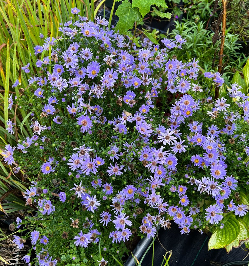 Aster 'Wood's Light Blue' Plants – Streambank Gardens