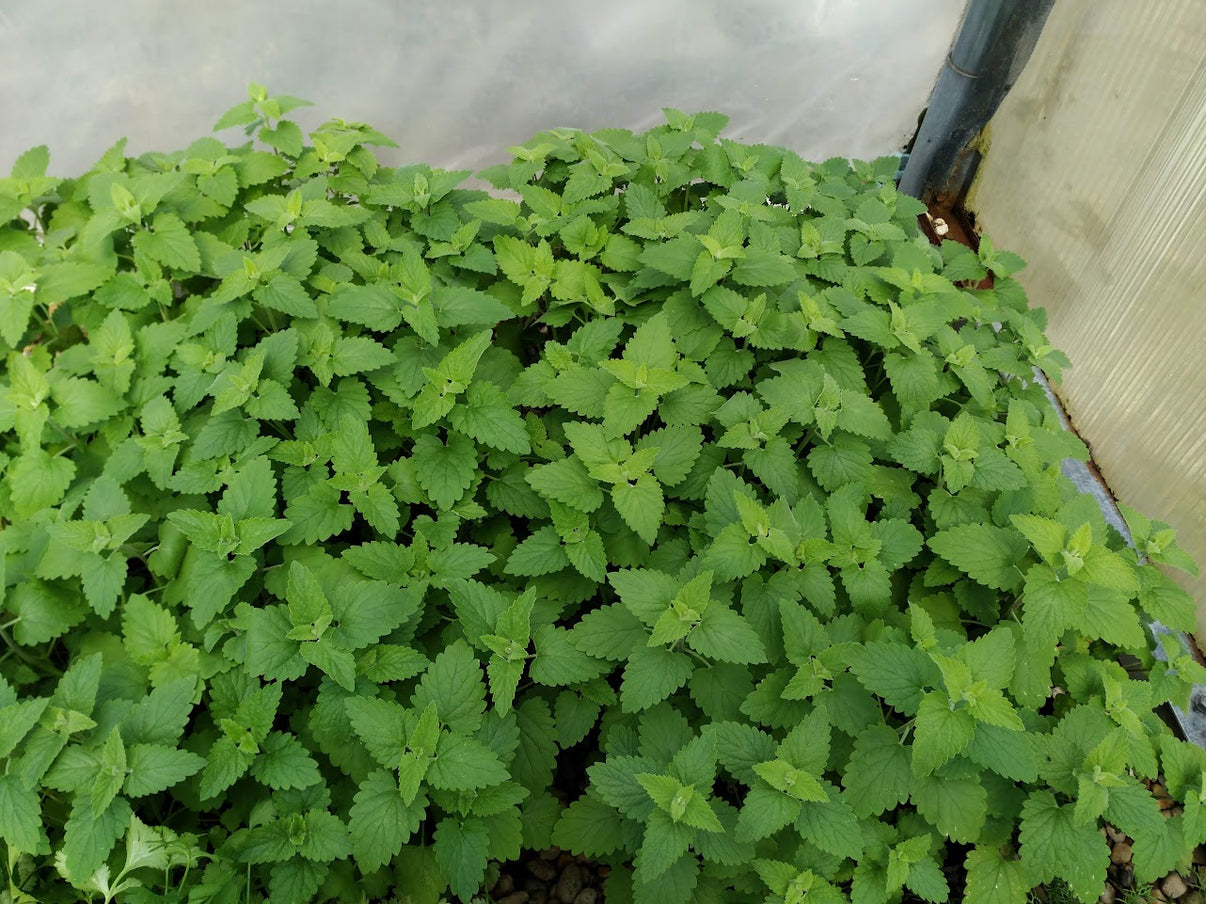 Catnip Plants For Sale – Streambank Gardens