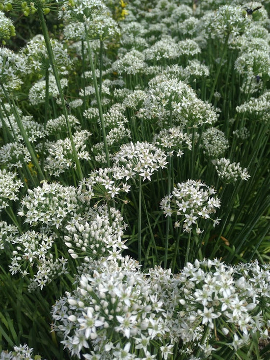 Garlic Chives Plants | Streambank Gardens