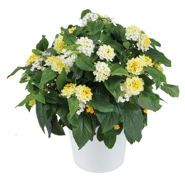 Lantana Gem® 'Compact Yellow Diamond' Plants – Streambank Gardens