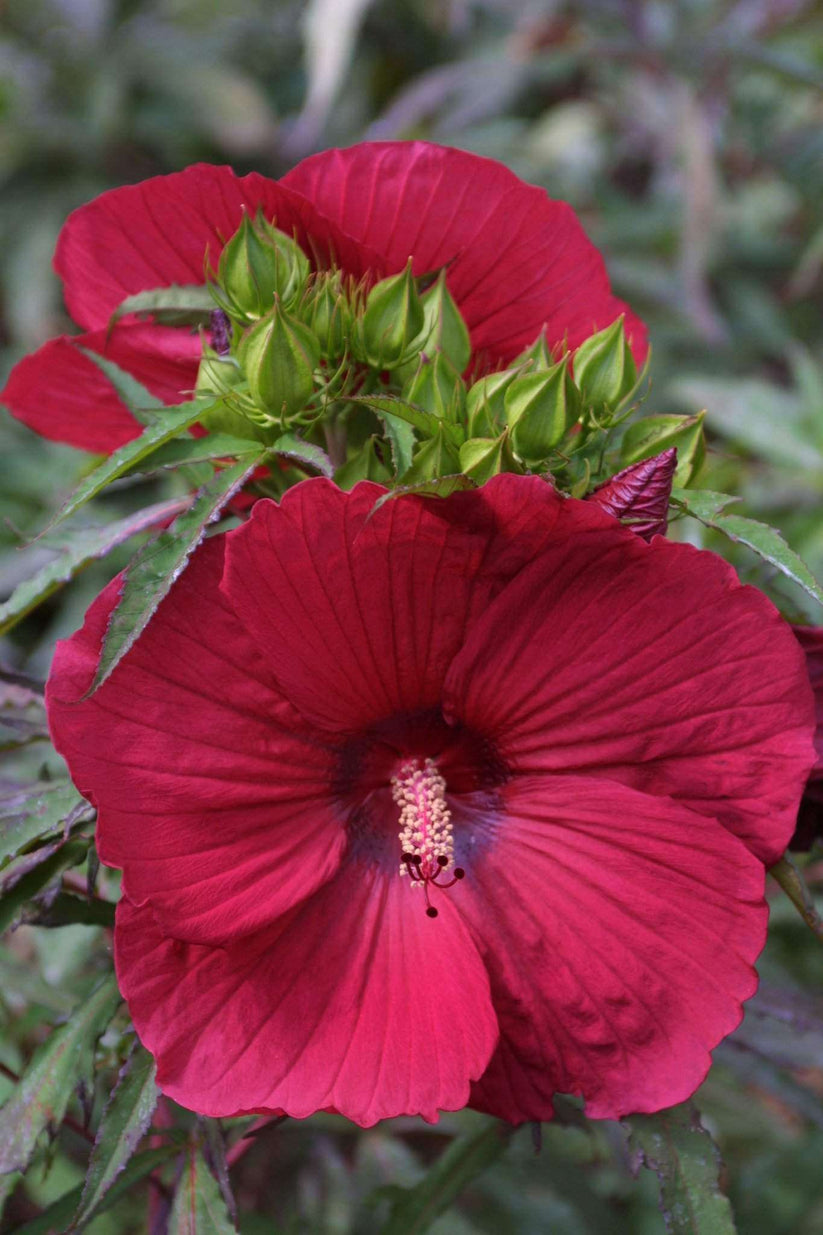 Hibiscus 'Fireball' Plants – Streambank Gardens