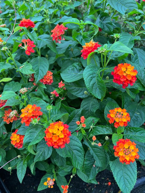 Lantana Gem® 'Compact Orange Fire' Plants – Streambank Gardens