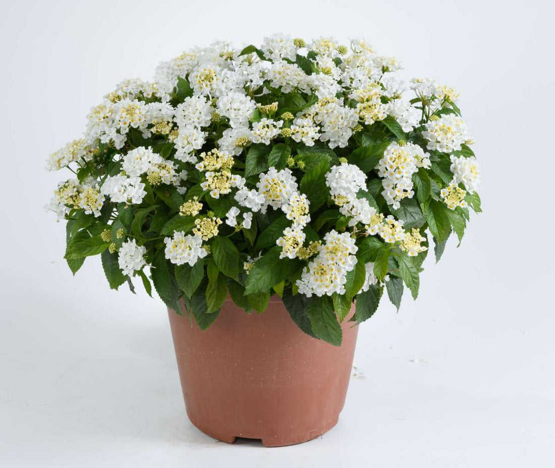 Lantana Gem® 'Compact White Sapphire' Plants – Streambank Gardens