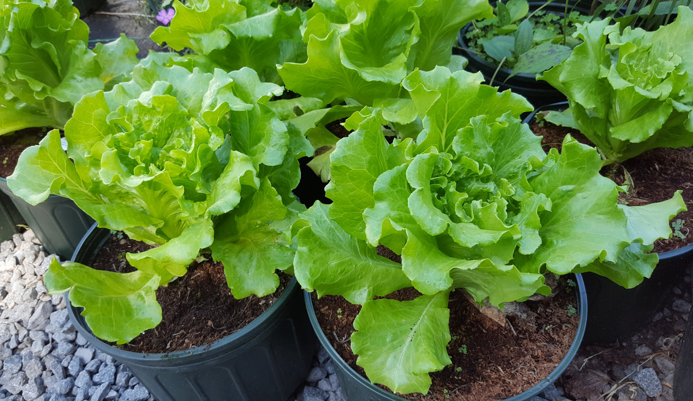 Lettuce 'Nevada' Plants – Streambank Gardens