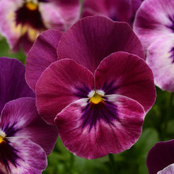 Pansy Cool Wave™ 'Raspberry' Plants – Streambank Gardens