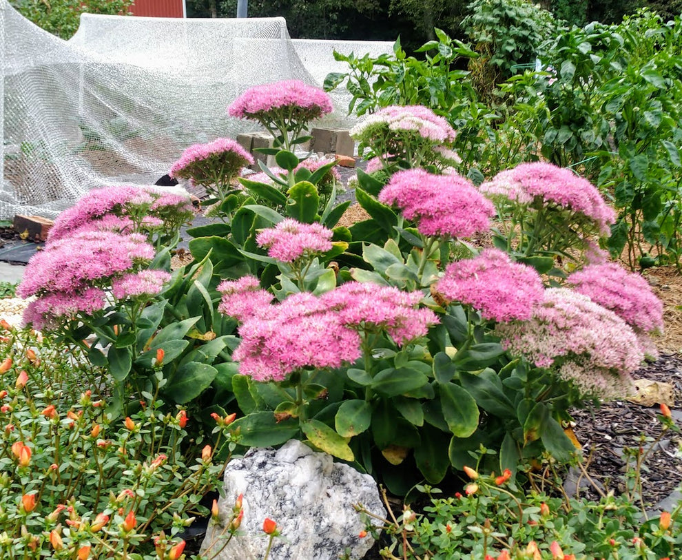 Sedum spectabile 'Neon' Plants – Streambank Gardens