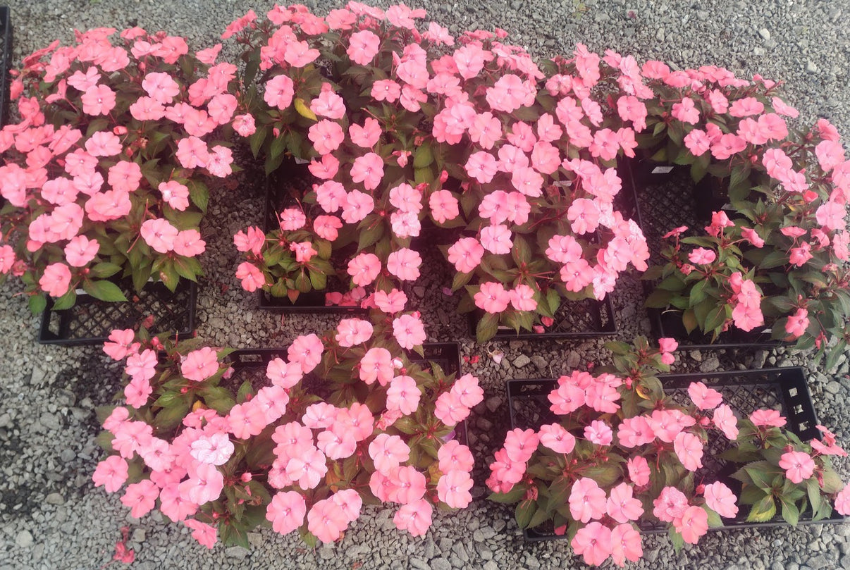 SunPatiens® Vigorous 'Pink Kiss' – Streambank Gardens