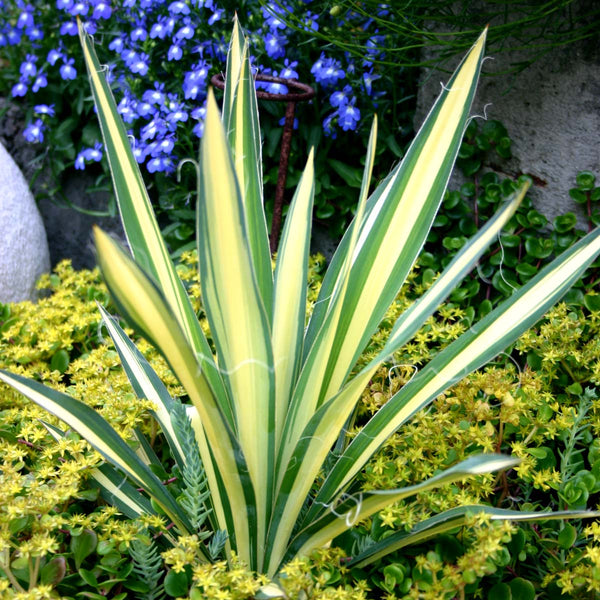 Yucca 'Color Guard' Plants – Streambank Gardens