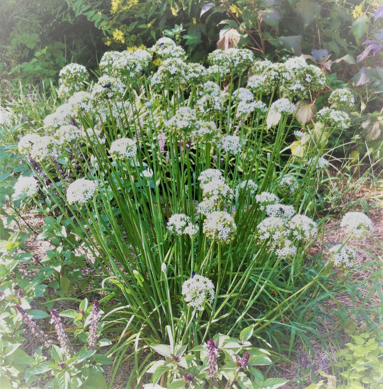 Garlic Chives Plant